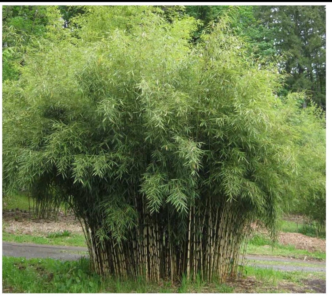 Fountain Bamboo-fargesia -well Rooted Plant-clumping Non-invasive-cold ...