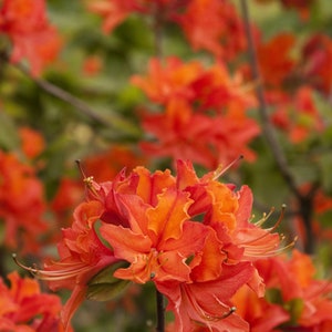 MANDARIN~ Azalea Rhododendron Hybrid~starter Plant~~deciduous SMALL ...