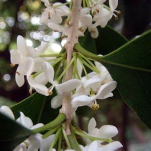 Fragrant Tea Sweet Olive Osmanthus Fragran Rooted Starter Plant ...