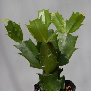 Sugar Plum Fairy~christmas Cactus Well Rooted Starter Plant ...