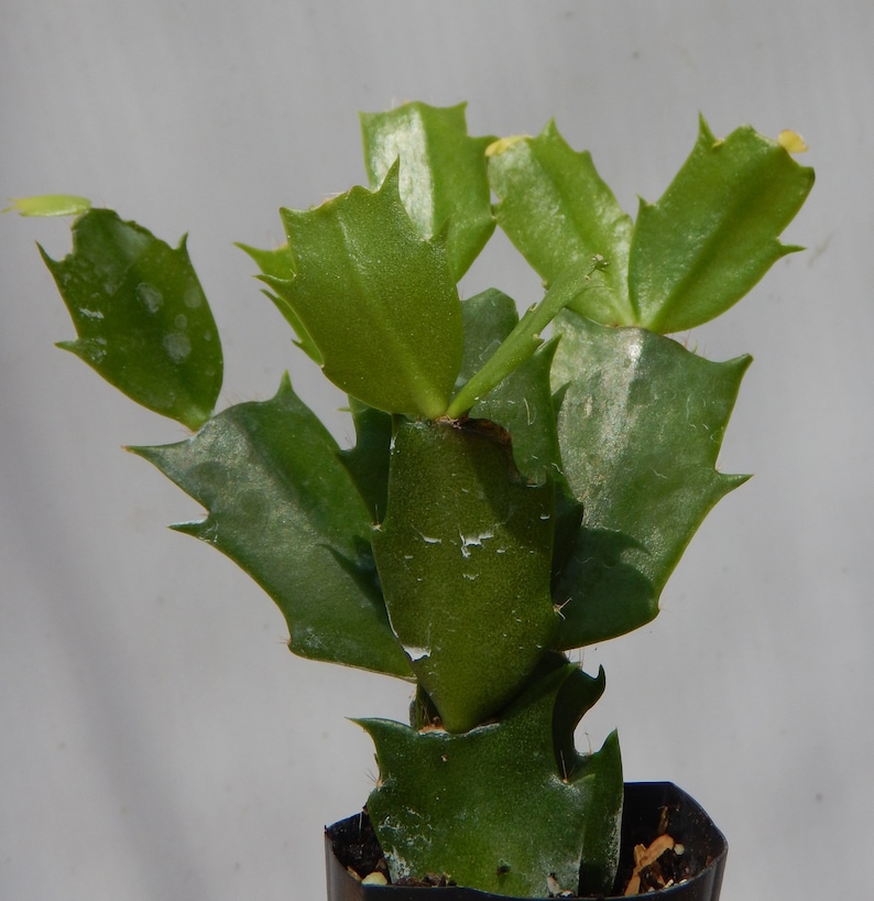 Chinese Dragon~christmas Cactus Well Rooted Starter Plant~schlumbergera ...