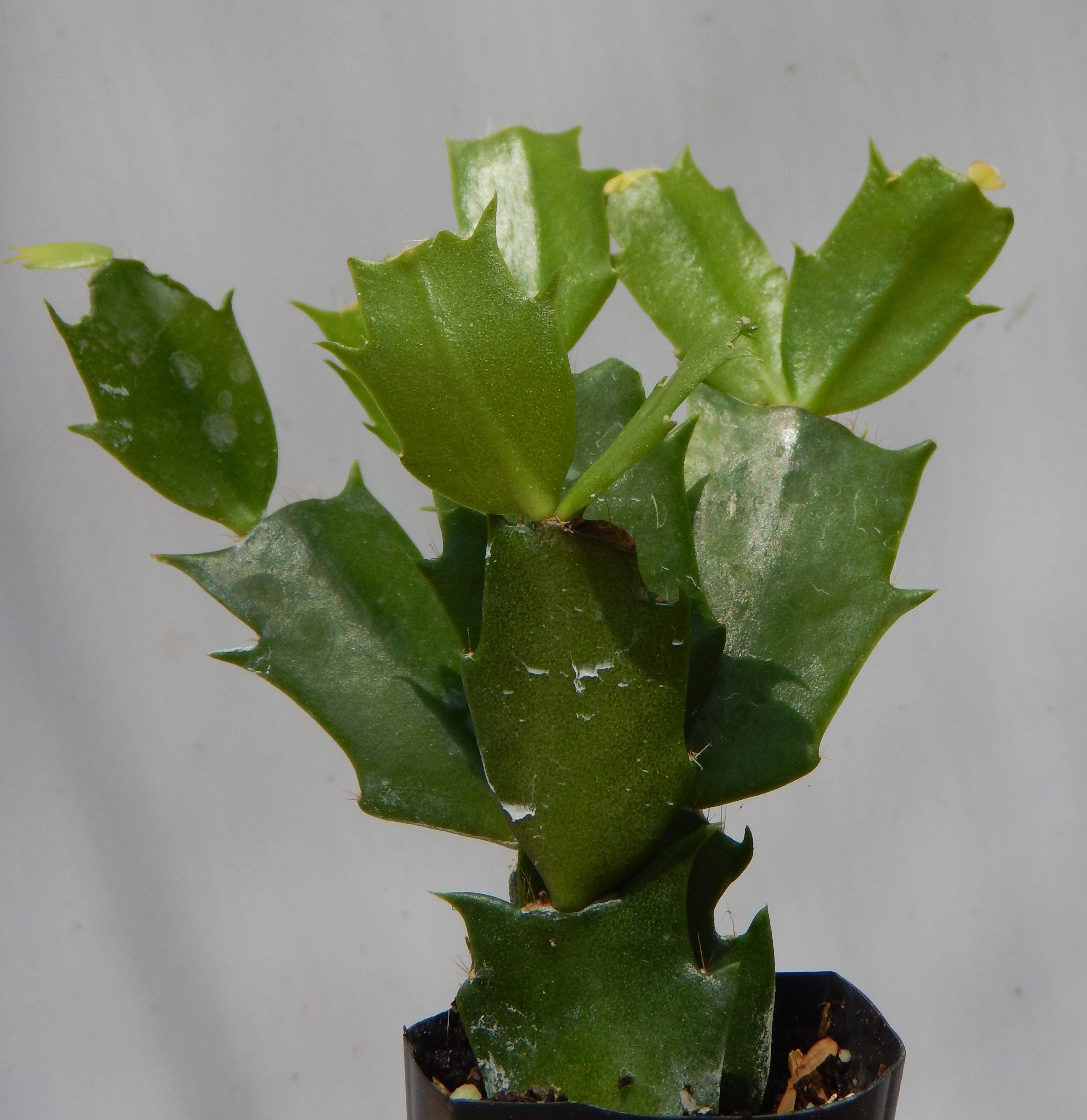 Fairy Tale~christmas Cactus Well Rooted Starter Plant~schlumbergera ...