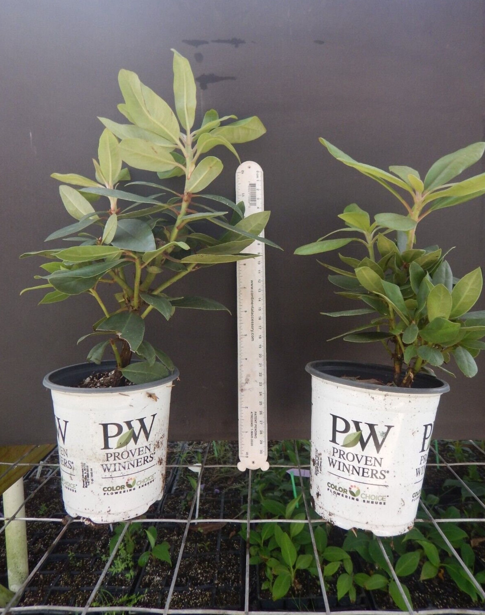 Dandy Man Color Wheel~azalea Rhododendron Large Starter Plant~3 COLORS ...