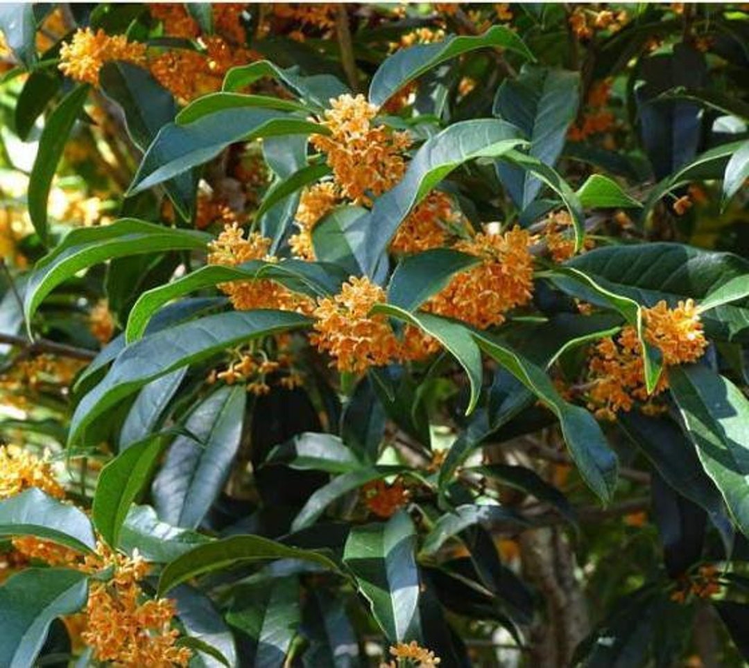 APRICOT ECHO Fragrant Tea Sweet Olive Osmanthus Fragran Rooted Starter Plant~~absolutely ...