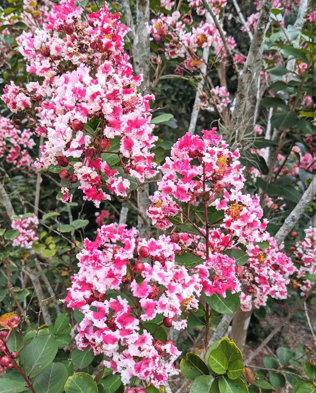 Raspberry Sunday~~crepe Crape Myrtle Starter Lagerstroemia Small Well ...