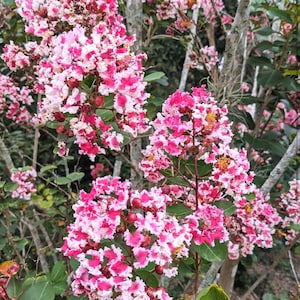 Raspberry Sunday~~crepe Crape Myrtle Starter Lagerstroemia Small Well ...