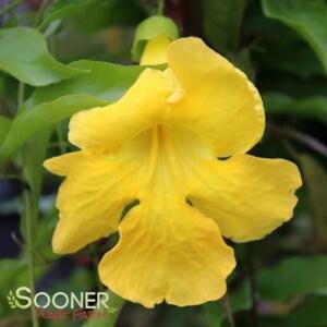 Bignonia Yellow Crossvine*rooted SMALL Rooted Starter Plant**attracts ...