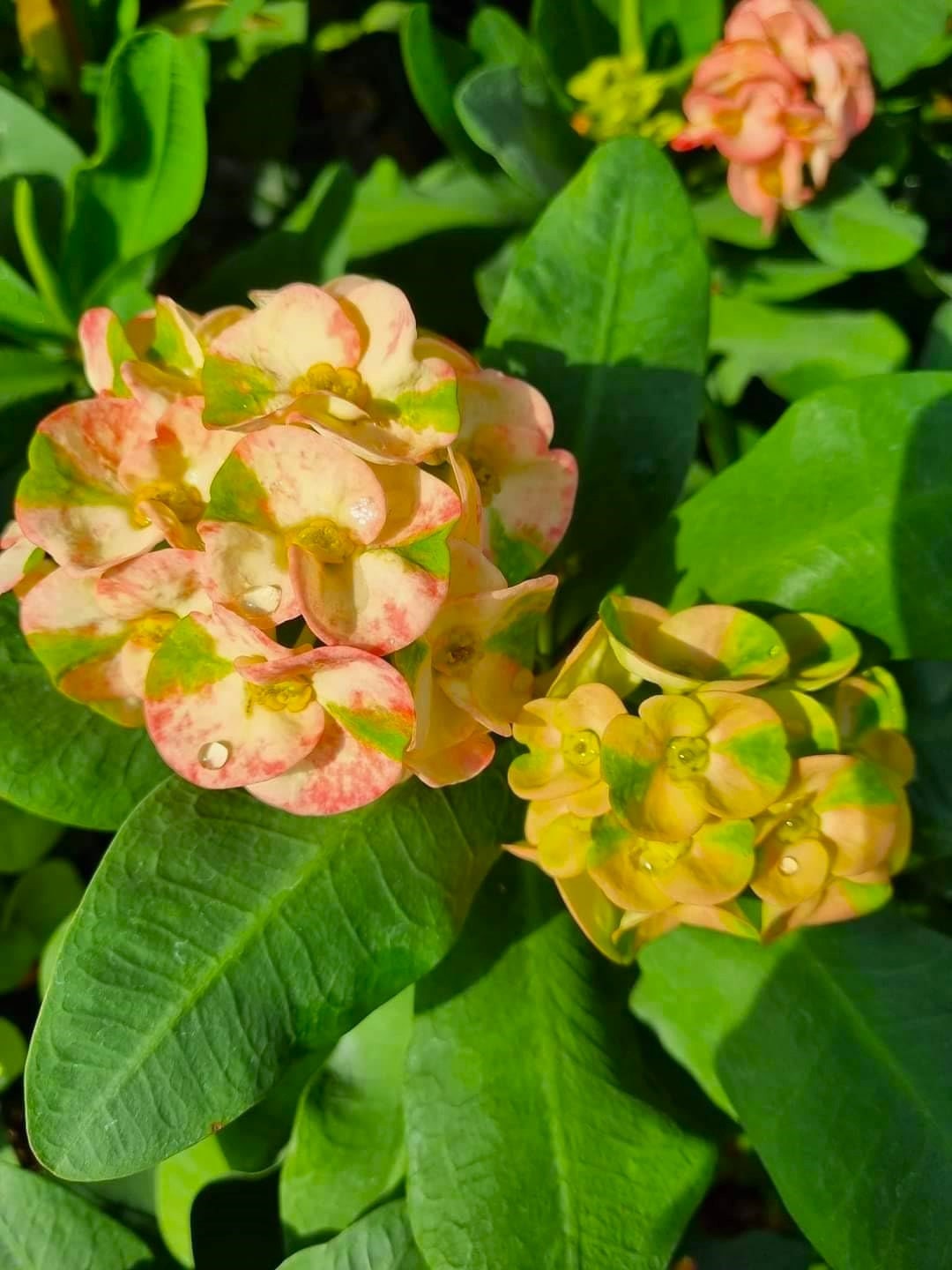 Mee Lab**crown of Thorns-euphorbia Milii**christ Plant*very Small Well ...