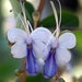 Blue Butterfly Bush AKA Blue Wings Small Rooted Starter Plant ...