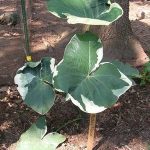 MICKEY MOUSE Xanthosoma Albo Marginata Variegated Alocasia Elephant ...