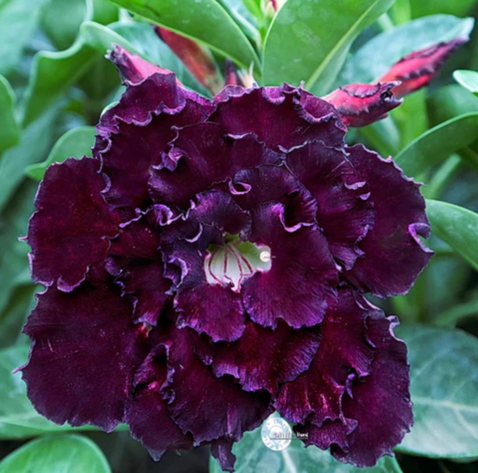Velvet Ruffles~ Desert Rose Adenium Obesum SMALL Rooted Seedling Plant ...