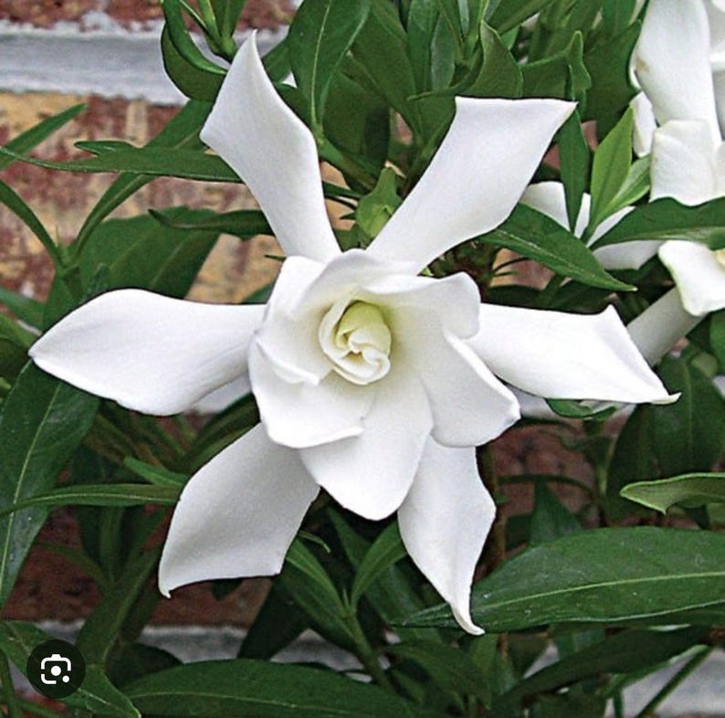 Frost Proof Gardenia~cape Jasmine Gardenia Jasminoides Rooted Starter ...