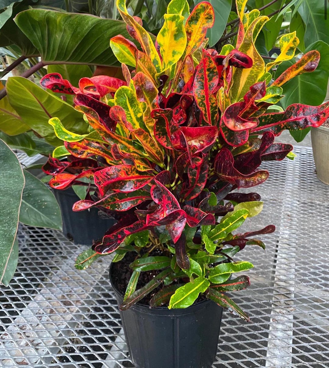 Mamy Aka Mammy~~croton Codiaeum Variegatum~~ SMALL Rooted STARTER Plant ...