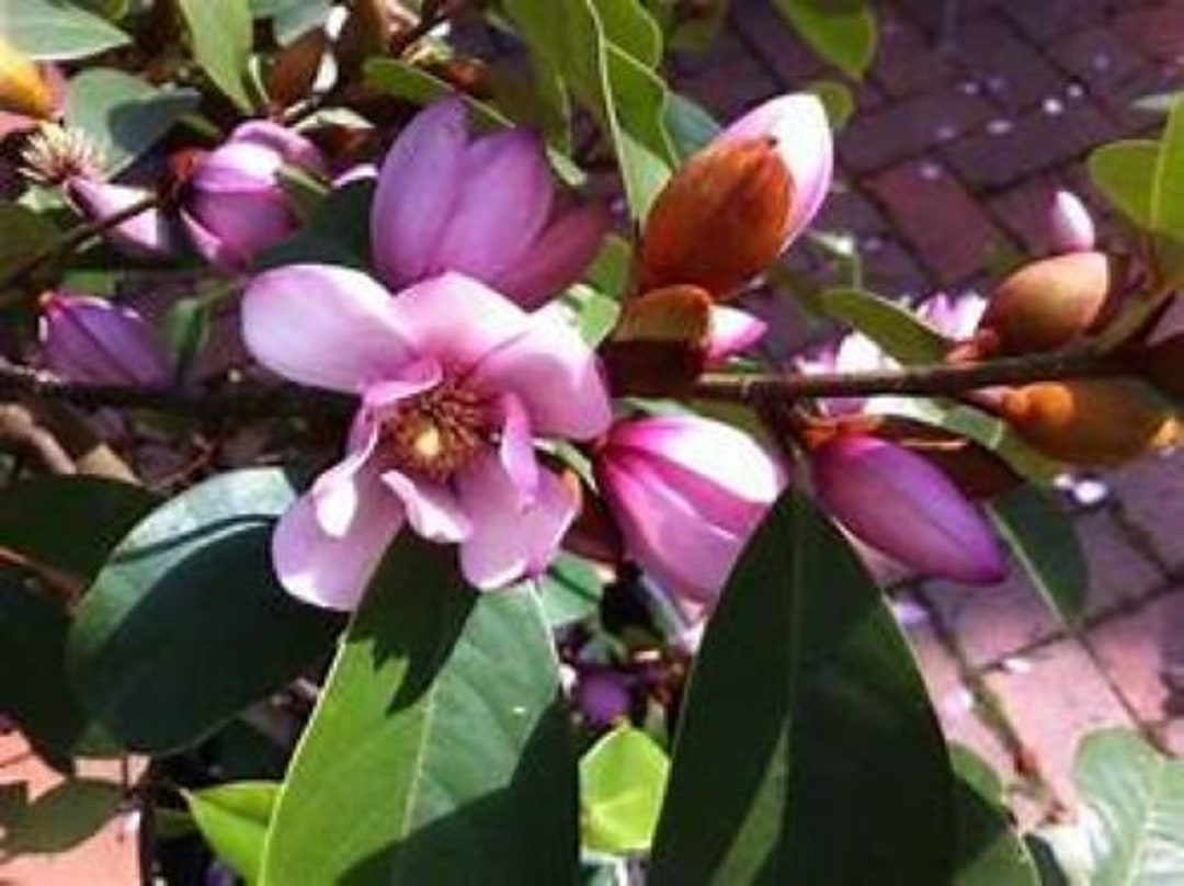 Fairy Blush~michelia Doltsopa Magnolia Tree~pink Fragrant Blooms! Well ...