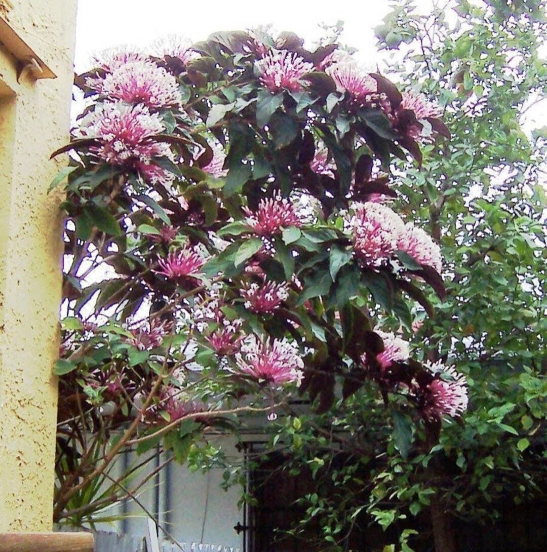 Shooting Star Tree AKA Starburst Tree ~~ Clerodendrum Quadriloculare ...