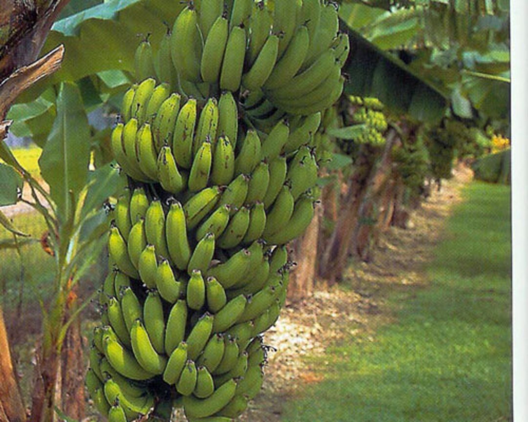 Gran Nain Chiquita Banana Tree~~musa Acuminata Live Banana Tree~~small ...