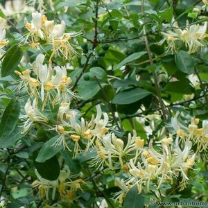 Scentsation~honeysuckle Vine~~well Rooted Starter Plant~~ Late Dutch ...