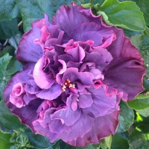 Voodoo Queensmall Rooted Tropical Hibiscus Starter - Etsy