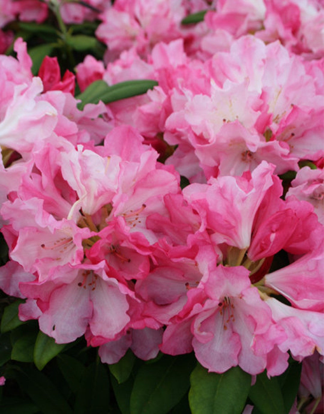 Yaku Prince Rhododendron~ Well Rooted STARTER Plant~frilly Edged Blooms ...