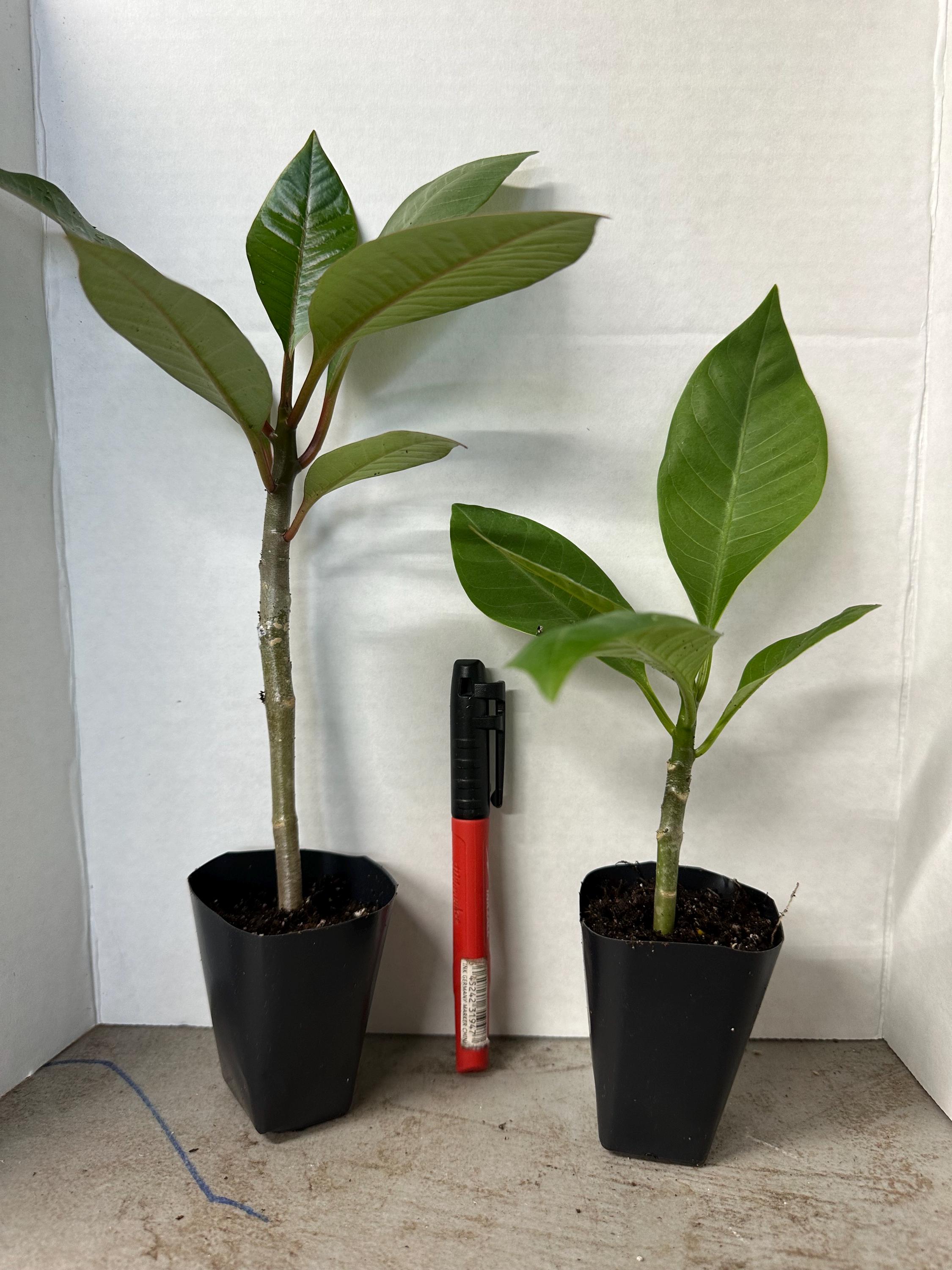 Pakakytong plumeria Rubra Frangipani-small Rooted Seedling Plant-6-12 ...