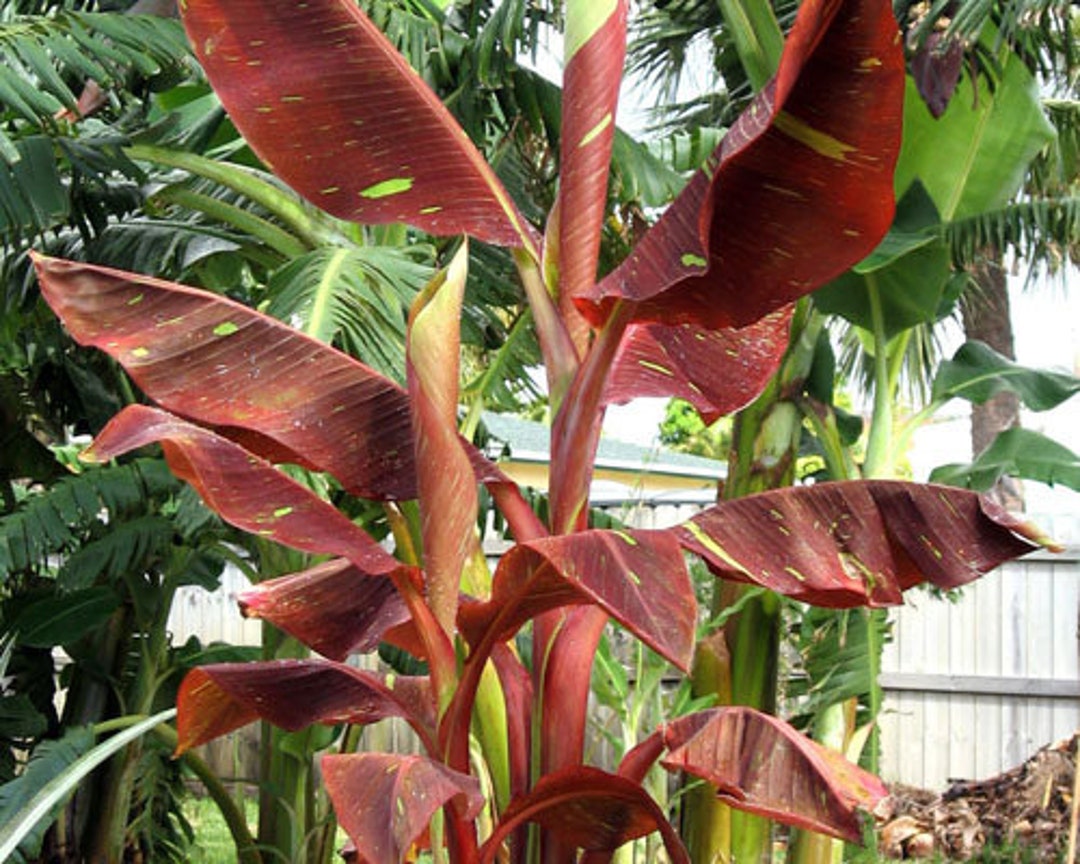 SIAM Ruby~variegated Ornamental Banana Small Rooted STARTER Plant~very ...