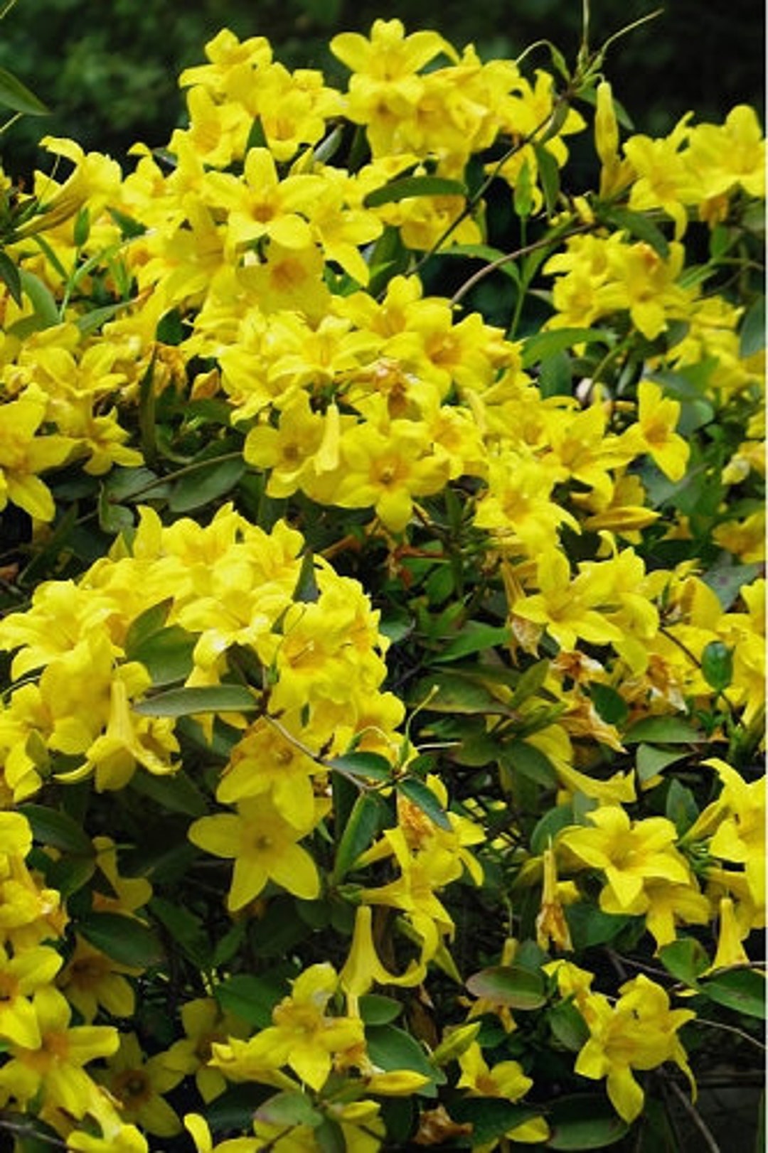 Bignonia Yellow Crossvine*rooted SMALL Rooted Starter Plant**attracts ...