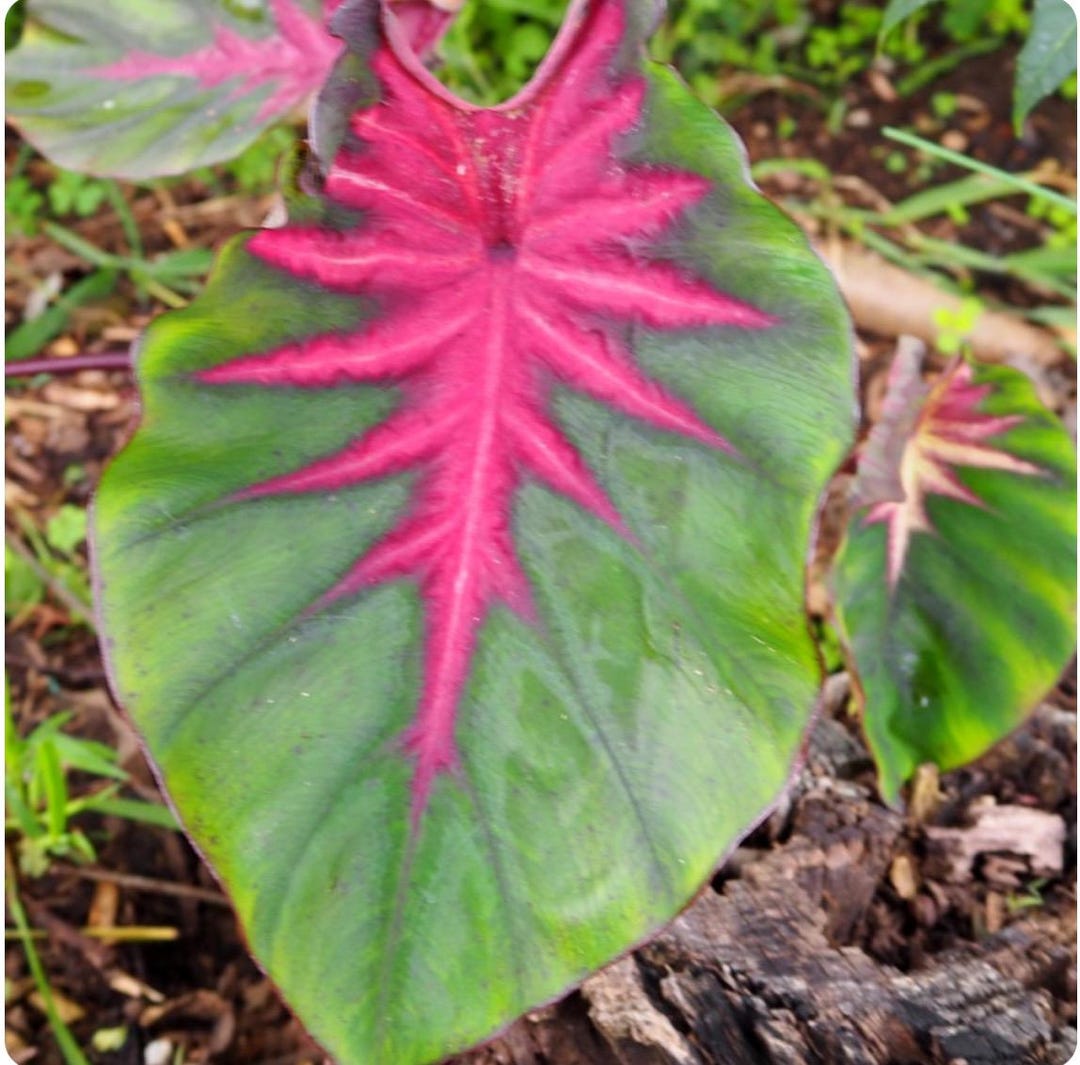 Madeira Star - Colocasia Esculenta- Elephant Ear - SMALL ROOTED STARTER ...