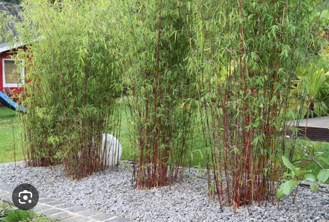 Scabrida Clumping Bamboo-fargesia Scabrida-rooted Plant-non Invasive ...