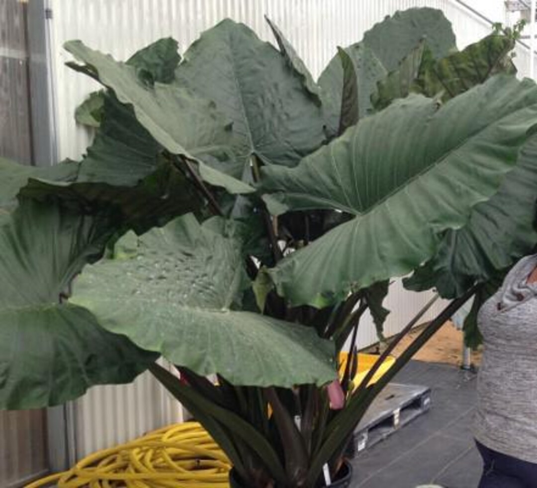 Sumo - Alocasia Esculenta- Elephant Ear- SMALL ROOTED STARTER Plant - Etsy