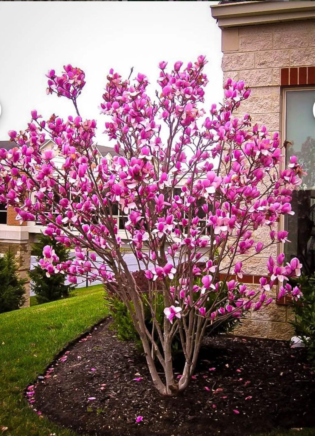 Tinkerbelle~magnolia Hybrid Tree~deep Plum Purple Fragrant Blooms! 20 ...