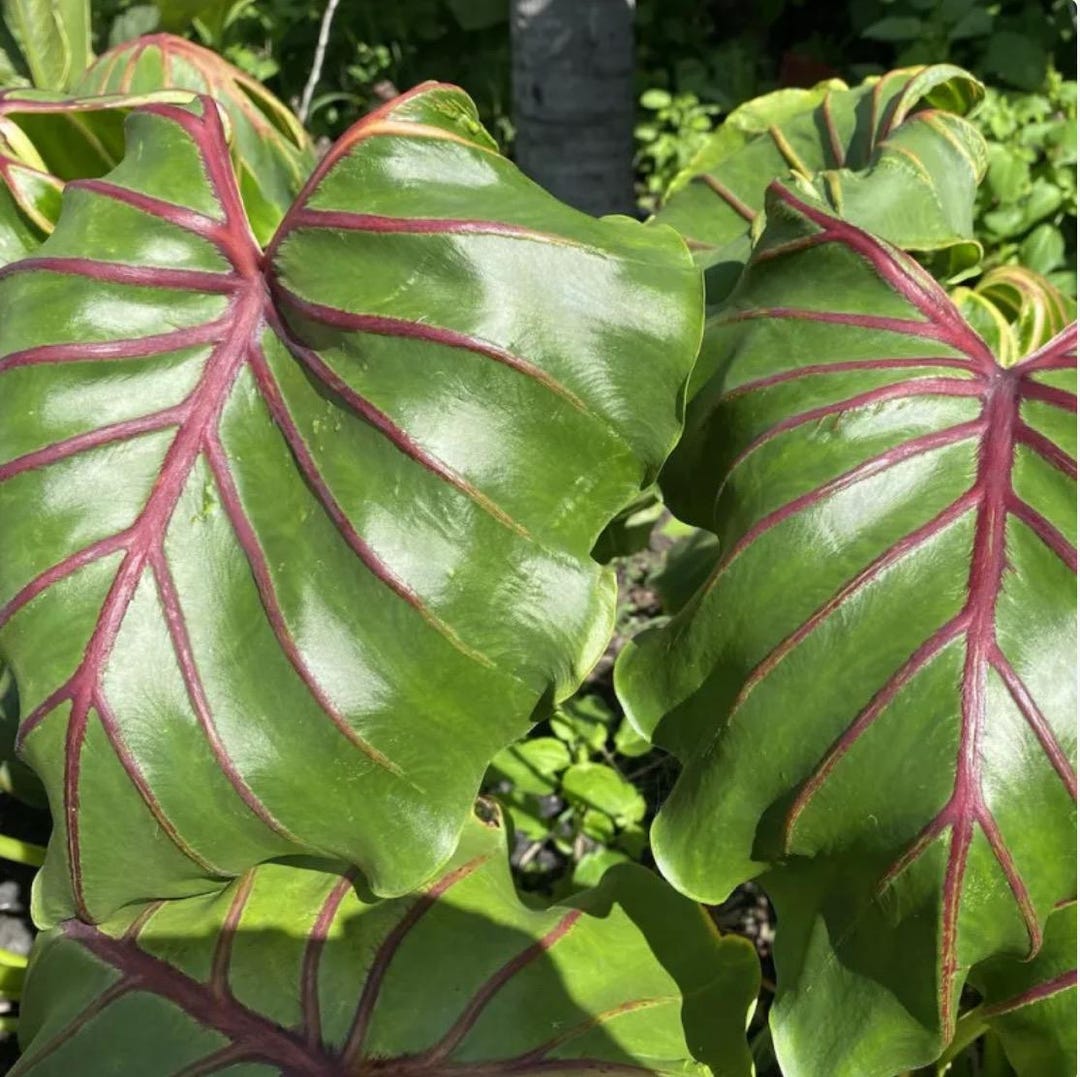 Pharaoh’s Mask Red- Colocasia Esculenta- Elephant Ear - SMALL ROOTED ...