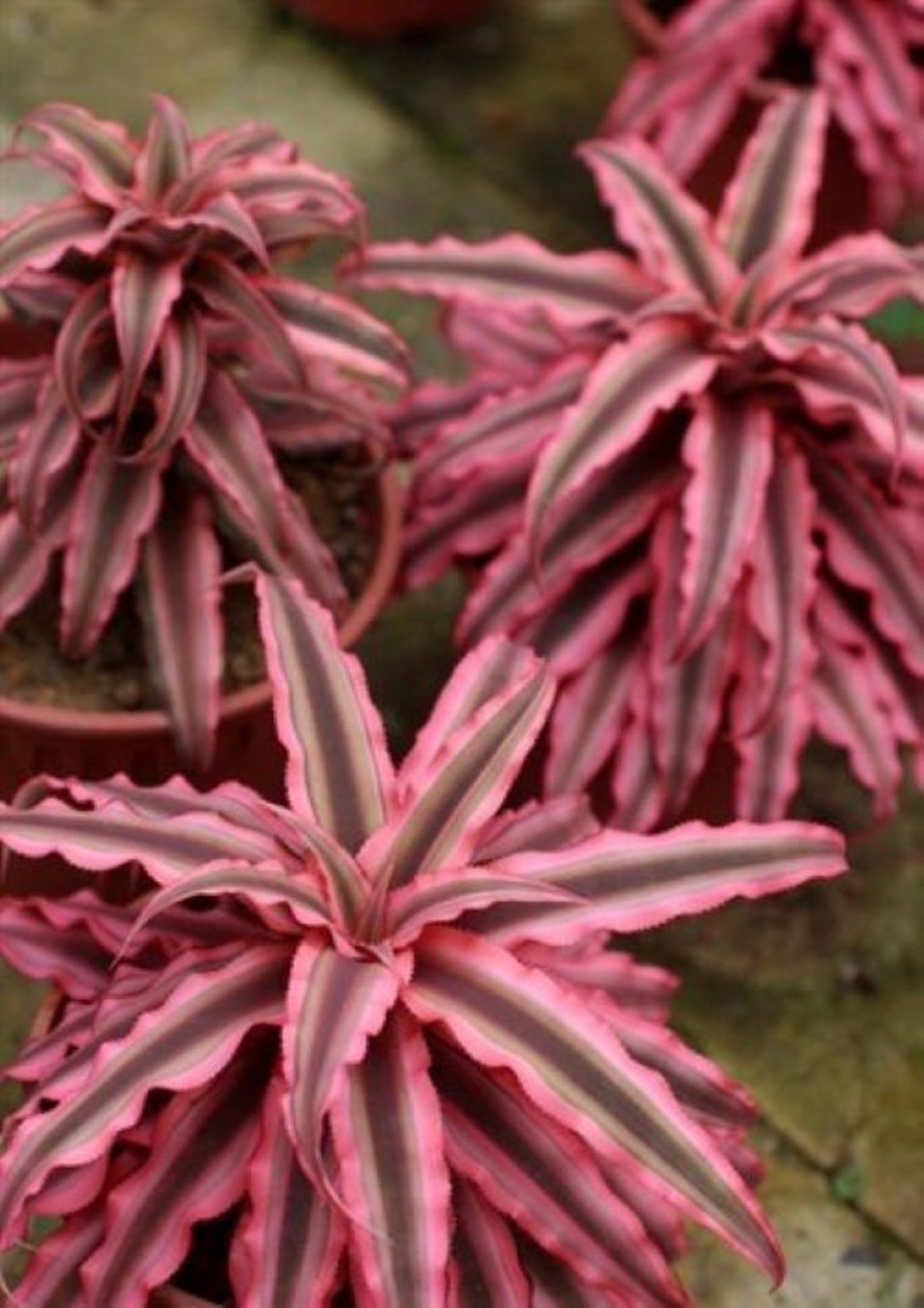 Pink Star Cryptanthus Bivittatus Aka Earth Star Bromeliadsmall UNROOTED ...