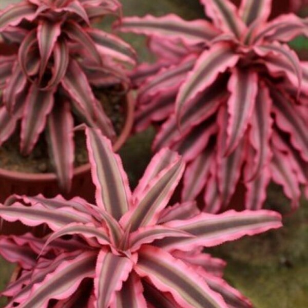 Cryptanthus - Etsy