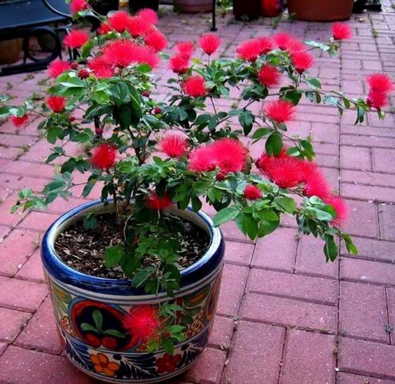 Red Dwarf Powder Puff~rooted Starter Plant~calliandra Haematocephala ...