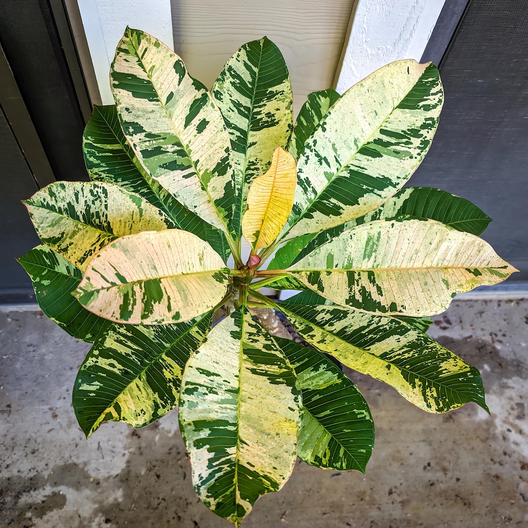 Yellow Leaf Variegated Red Blooming Leaf Plumeria Rubra Frangipani ...