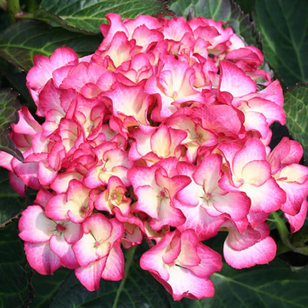 Firefly**hydrangea Starter Plant** Beautiful Hot Pink Edges With White ...