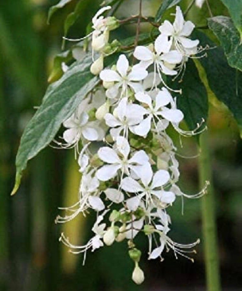 Large “bridal Veil Clerodendrum Plant” AKA “wallichii Clerodendrum ...