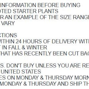 Raspberry Sunday~~crepe Crape Myrtle Starter Lagerstroemia Small Well ...