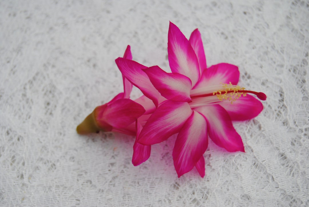 Pink Chocolate~christmas Cactus Well Rooted Starter Plant~schlumbergera ...