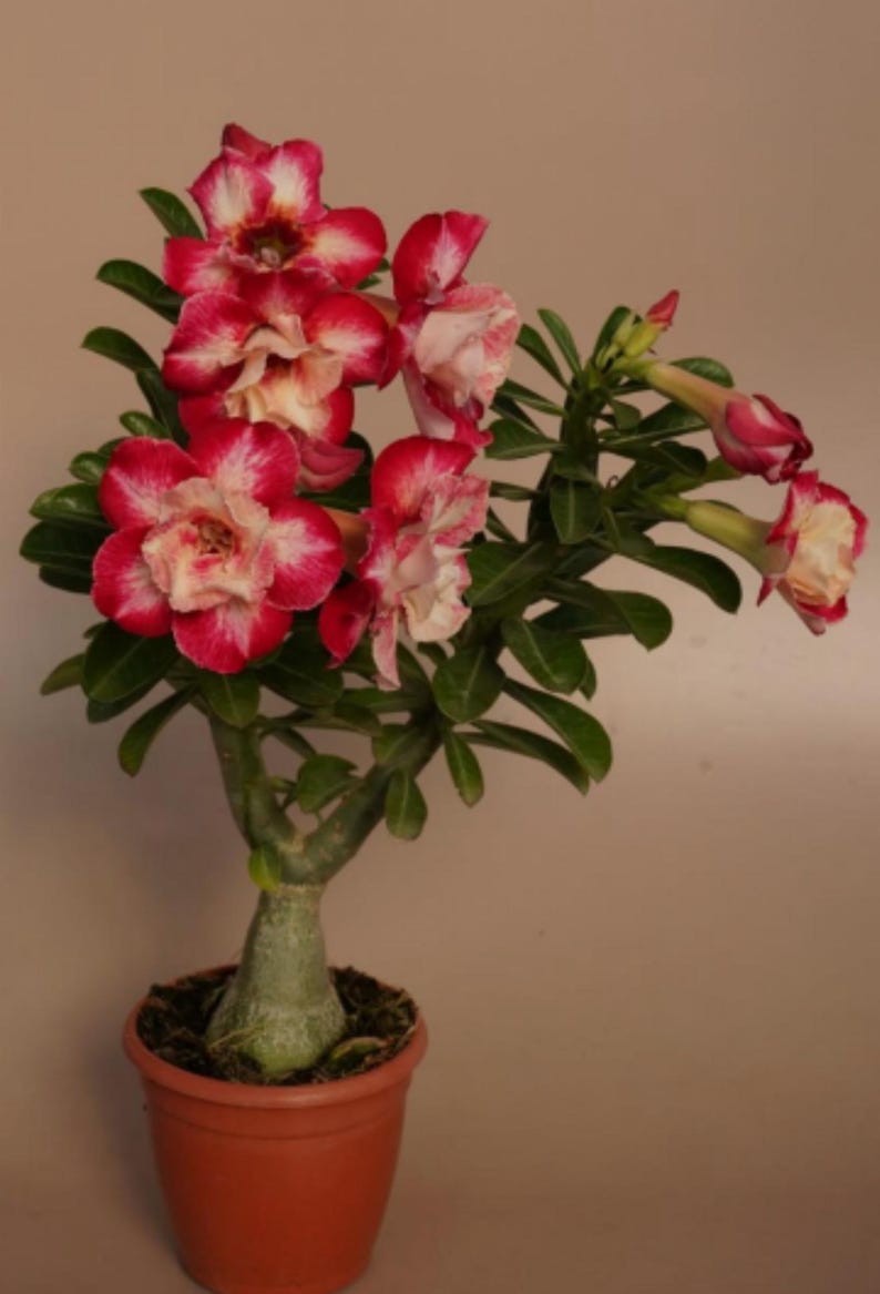 321 Adenium Obesum Grafted Plant "desert Rose Plant *usa Seller* - Etsy