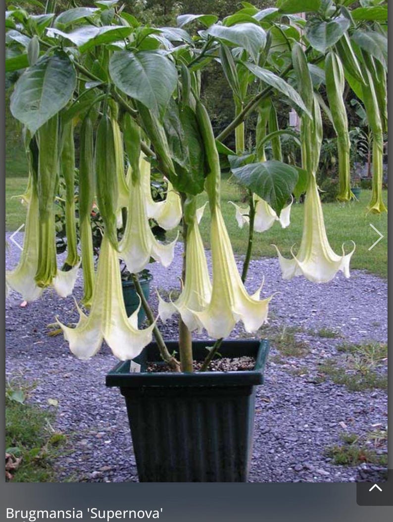 Super Nova~~angel Trumpet Brugmansia Tropical Plant~~beautiful Well ...