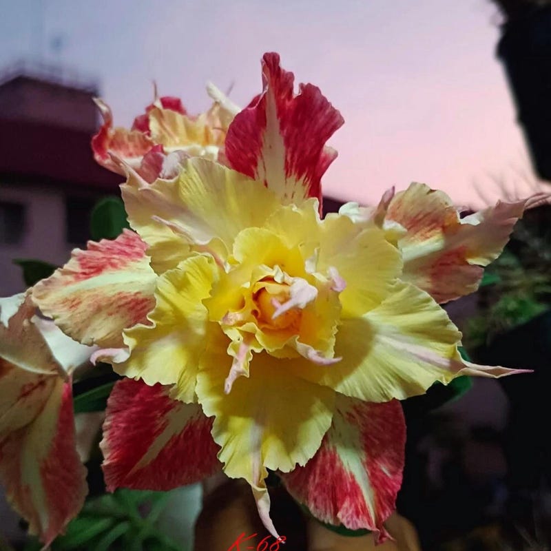 Small Adenium - Etsy