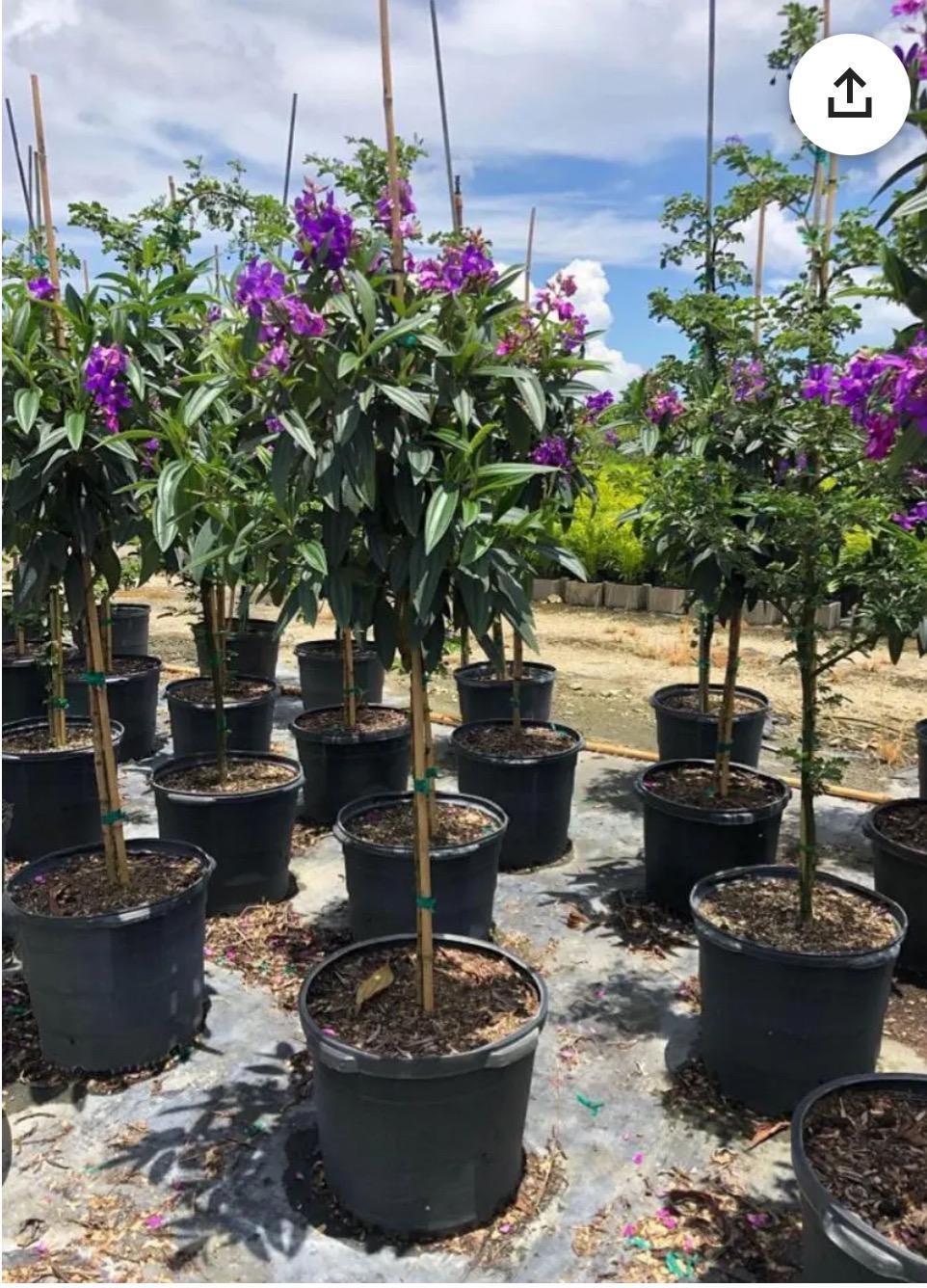 Princess Granulosa Purple Glory Tree~tibouchina Urvilleana Pleroma ...