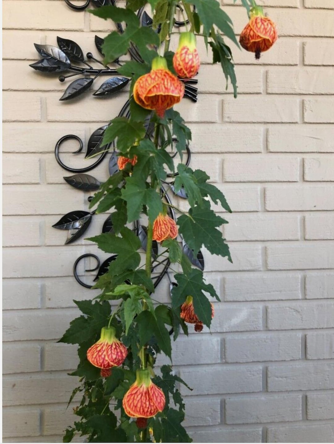 Tiger Eye Abutilon Flowering Maple SMALL ROOTED STARTER Plant~unique ...