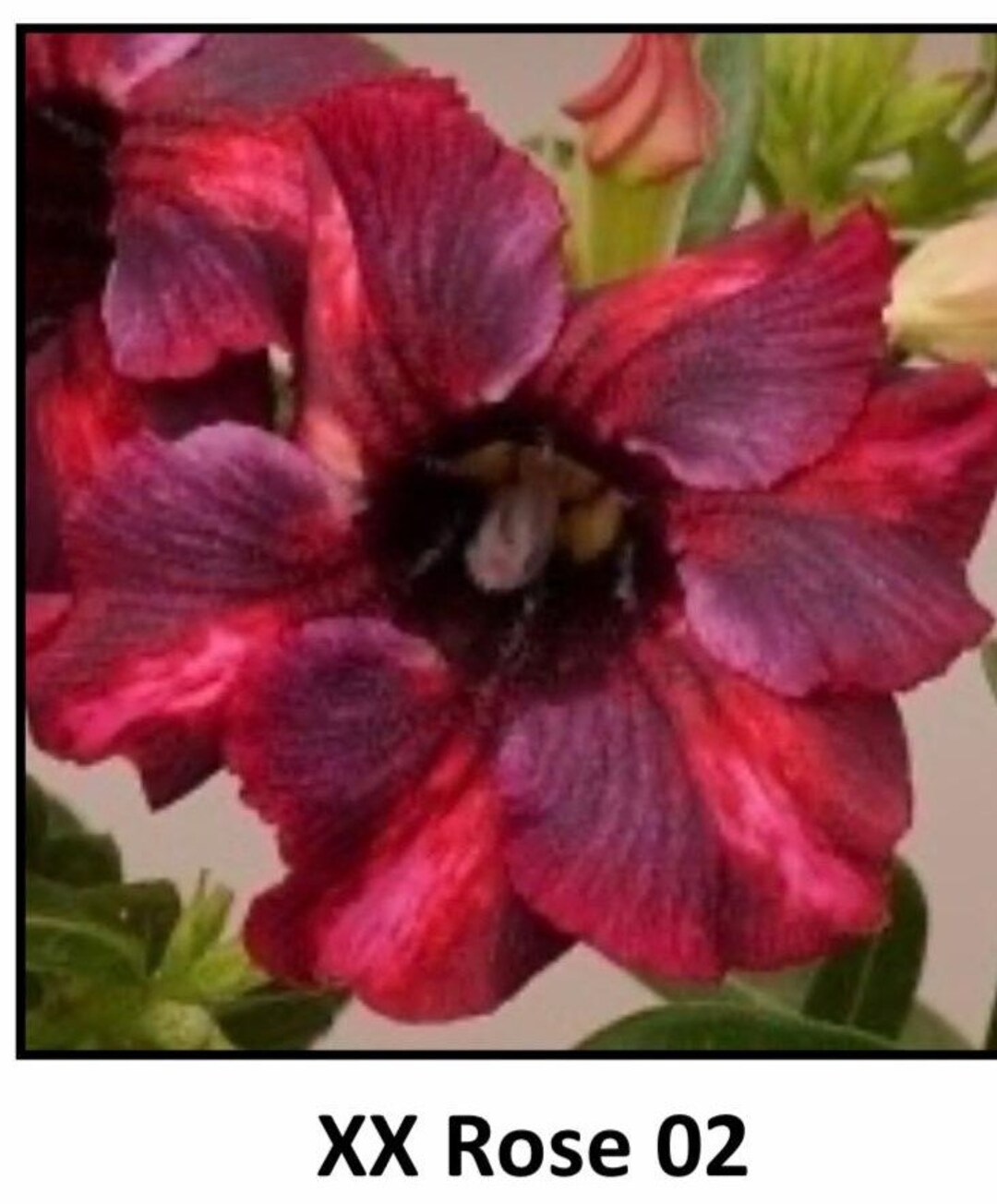 XX ROSE 02 Adenium Obesum Grafted Plant "desert Rose Plant *usa Seller ...
