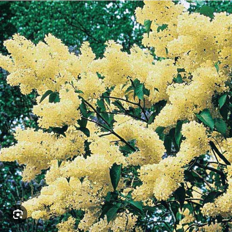 Primrose Lilac ~syringa Vulgaris ~ Small Well Rooted STARTER Plant~4-8 ...