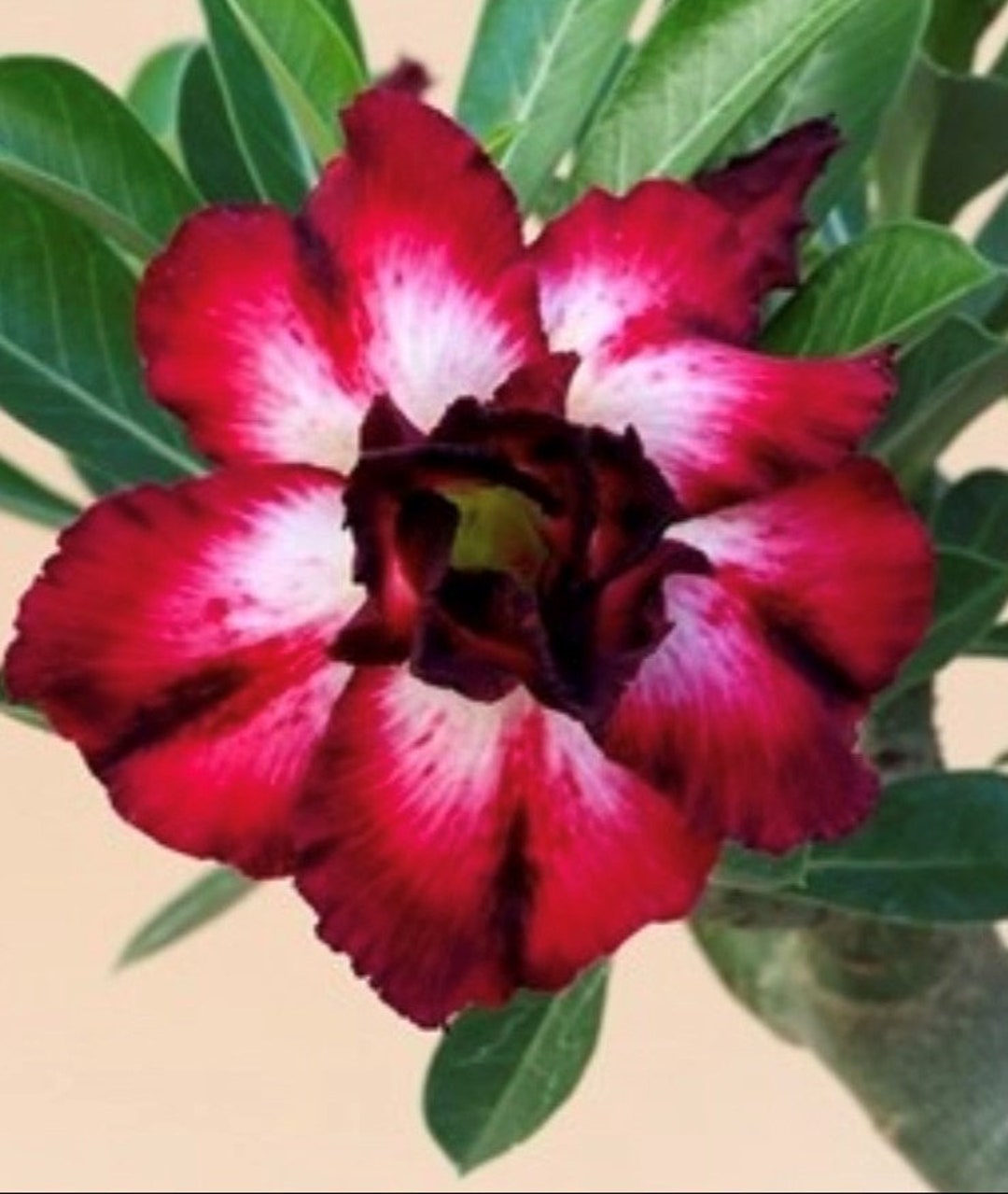 HEARTFELT Adenium Obesum Grafted Plant "desert Rose Plant~~blooms Open ...