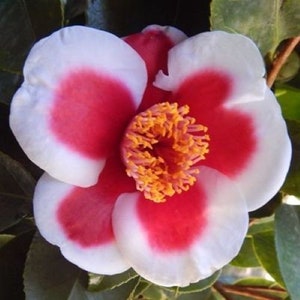 TAMA Electra**unique Blooms**camellia Japonica-live Starter Plant - Etsy