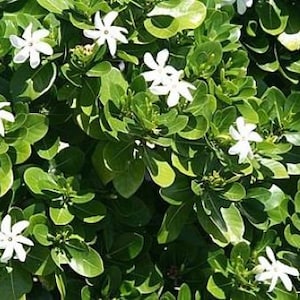 SINGLE Tahitian Gardenia Taitensis Jasminoides Plant~intensely Fragrant ...