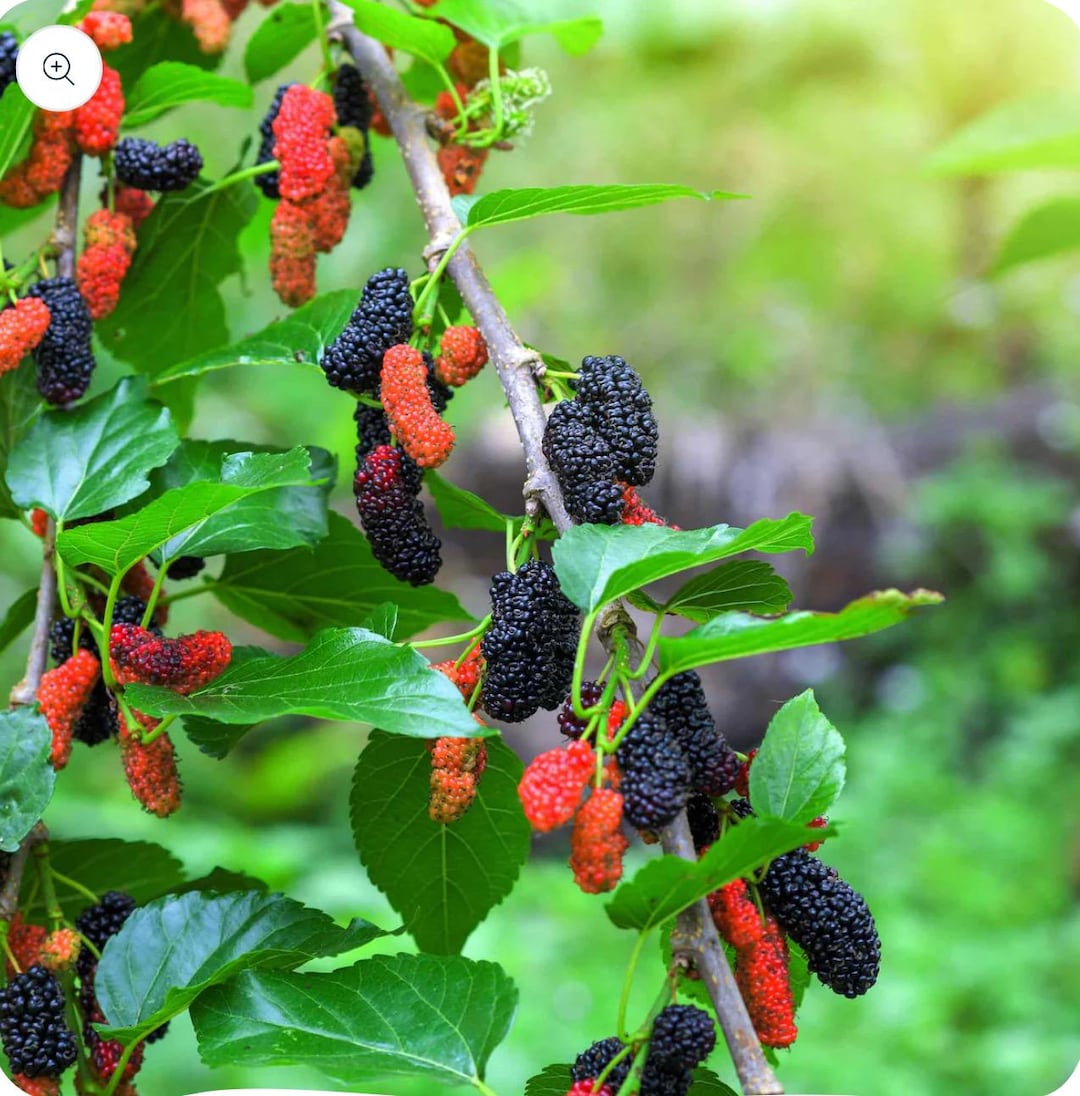 Dwarf Everbearing Black Mulberry Tree-starter PLANT- Morus Nigra Plant ...
